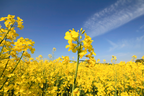 Illuminating Evolution: How Candles Have Transformed in the Last 20 ...